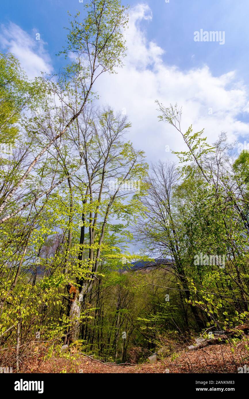 footpath through forest in spring. sunny weather. trees in vivid green ...