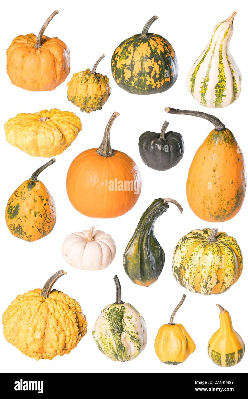 many pumpkin and squash selection on white background Stock Photo - Alamy