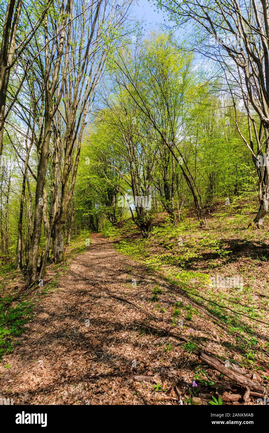 Messy forest hi-res stock photography and images - Alamy