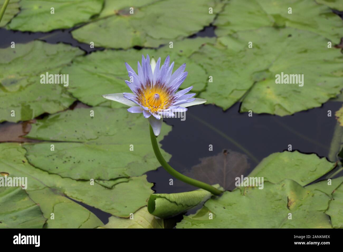 Hawaiian lily hi-res stock photography and images - Alamy