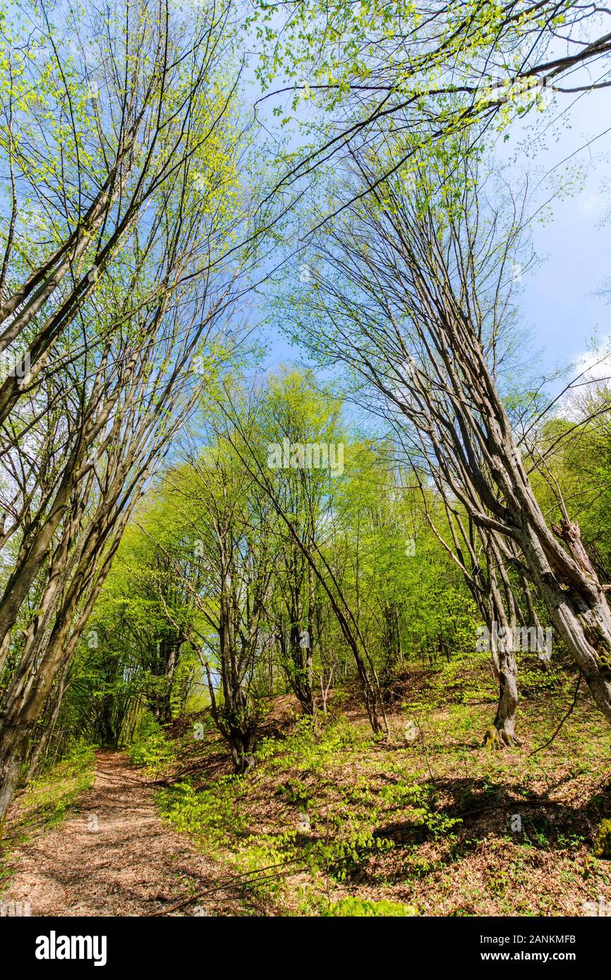 footpath through forest in spring. sunny weather. trees in vivid green ...