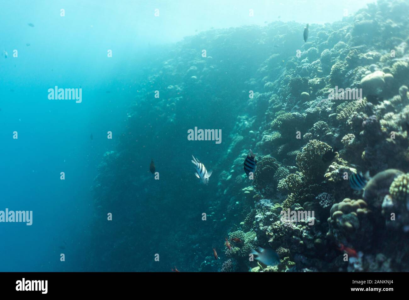 beautiful coral reef under water in the ocean of egypt, underwater ...