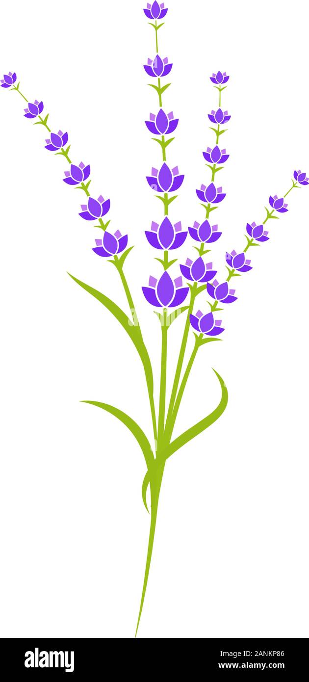 Lavender flower Vector icon illustration design Template Stock Vector ...