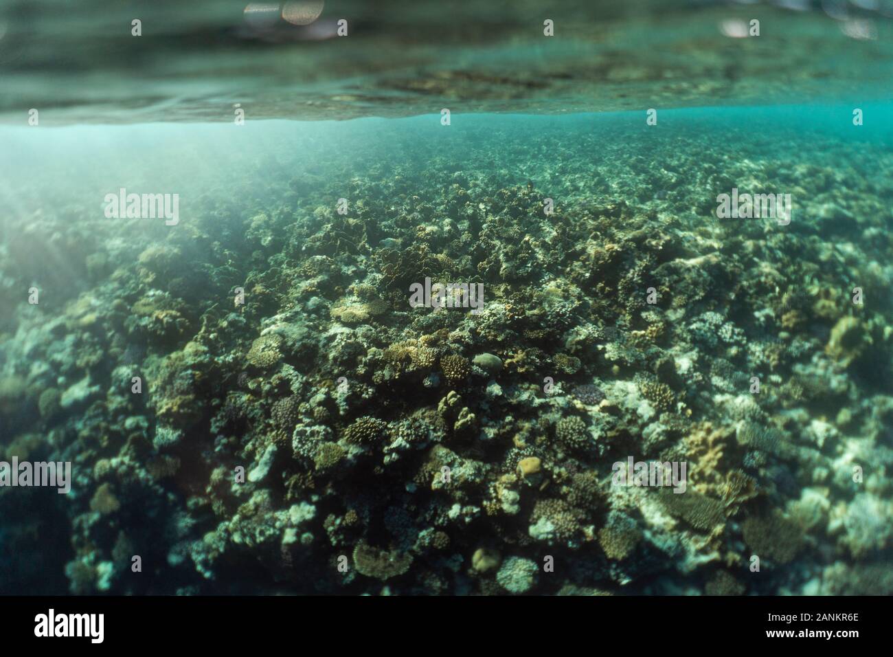beautiful coral reef under water in the ocean of egypt, underwater ...