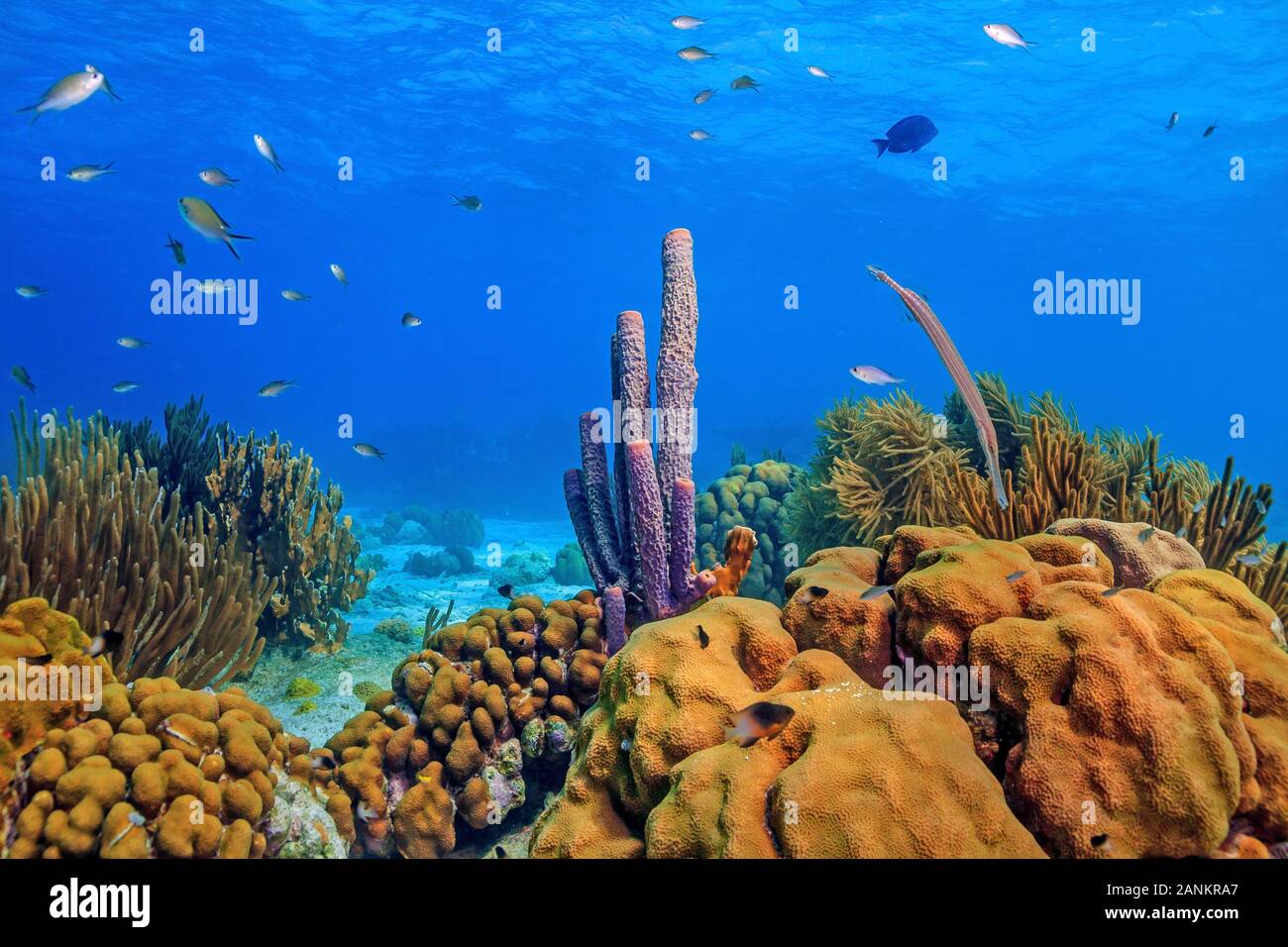 Cylindrical coral structure hi-res stock photography and images - Alamy