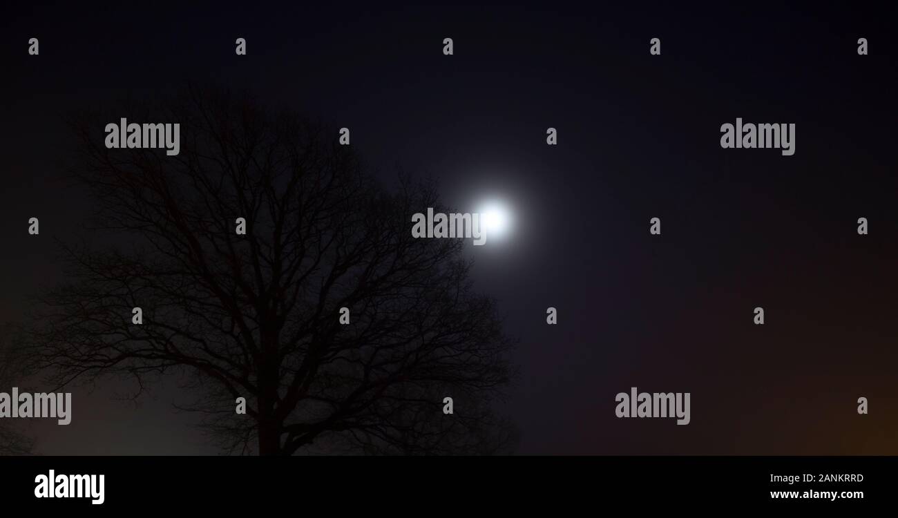 Tree without the leaves standing in the fog, dark evening, with the ...