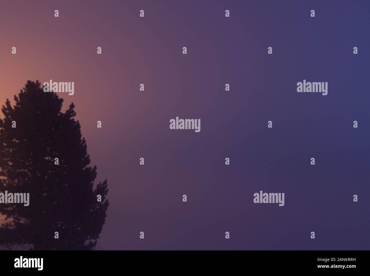 Tree without the leaves standing in the fog, dark evening, with the ...