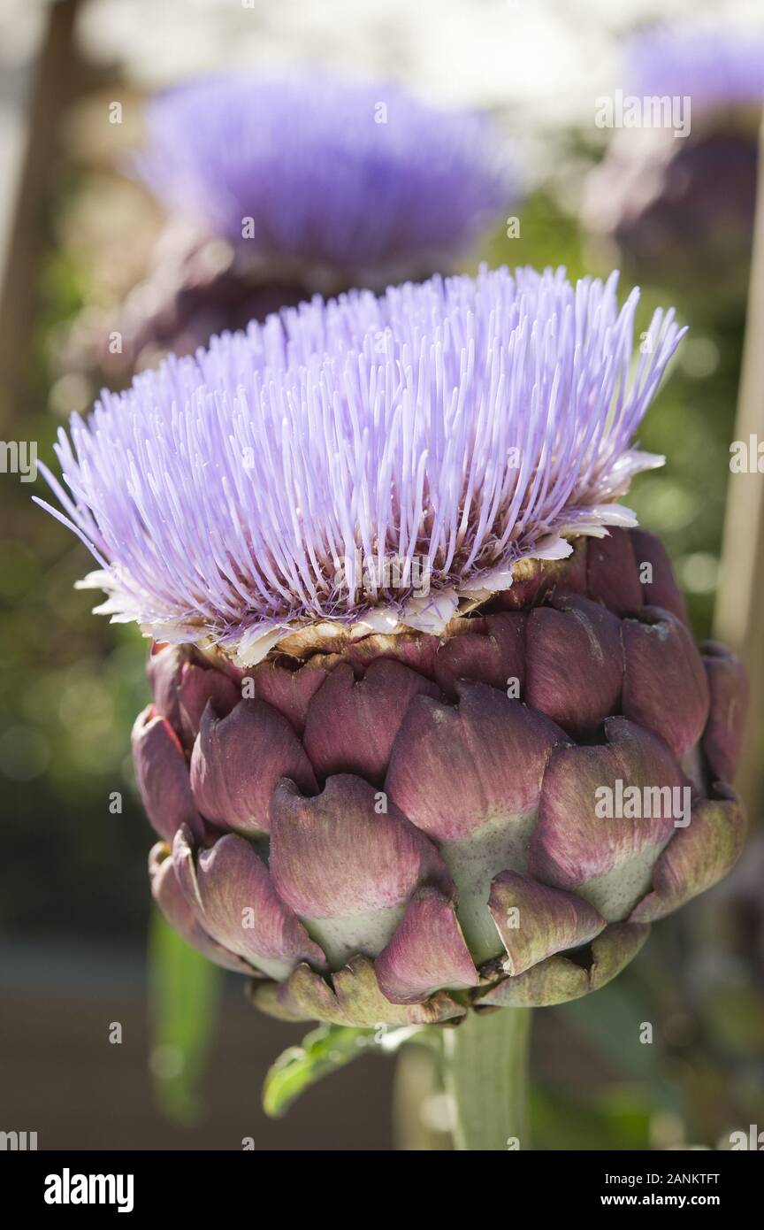 Unscharfe menschen hi-res stock photography and images - Alamy