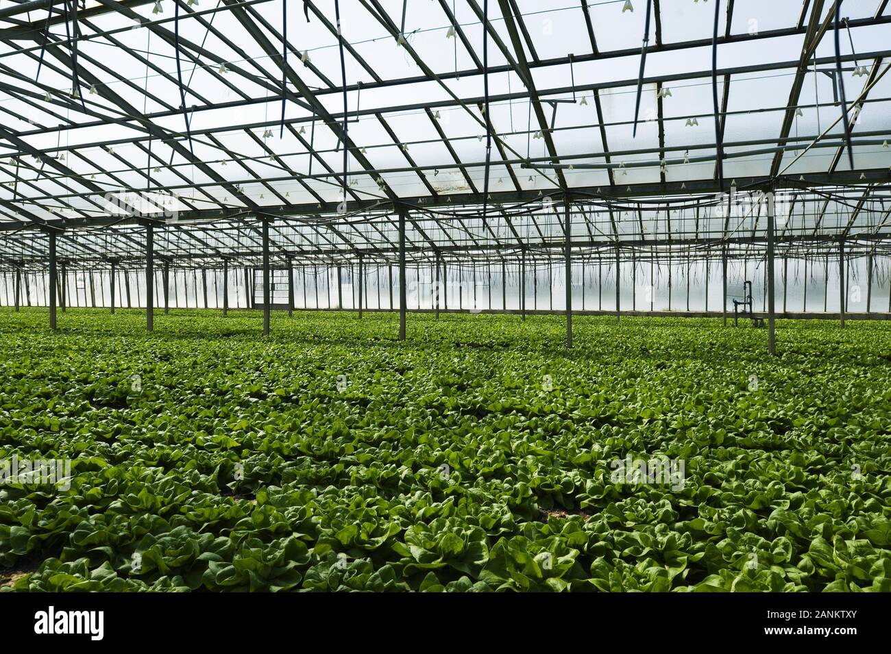 Glashaus - Glasshouse Stock Photo - Alamy