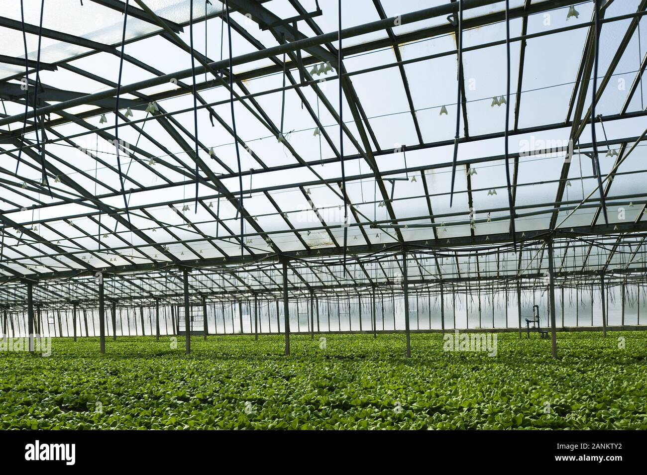 Glashaus - Glasshouse Stock Photo - Alamy