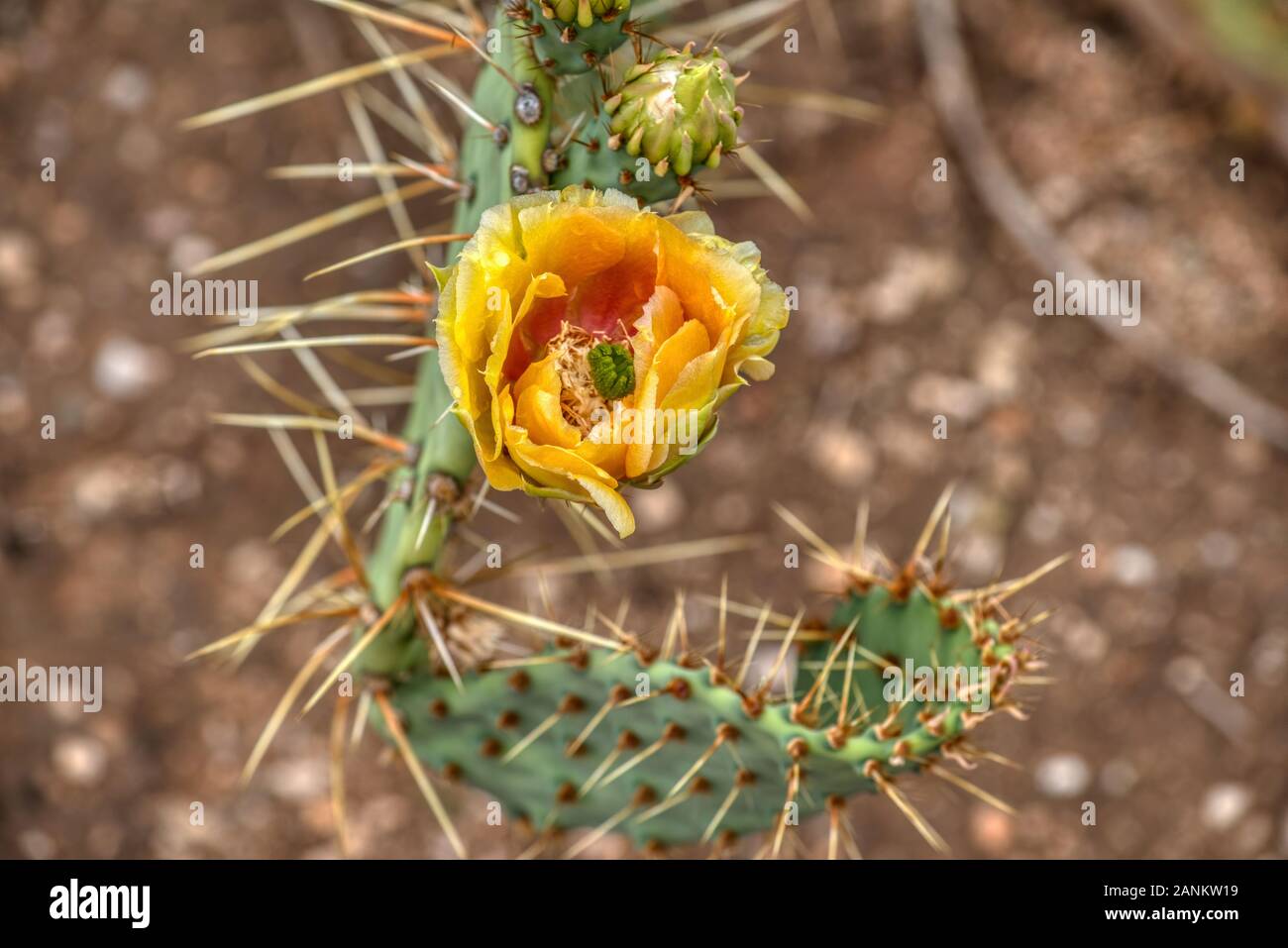 The prickly pear cactus blooms in March and April in the Sonoran Desert ...