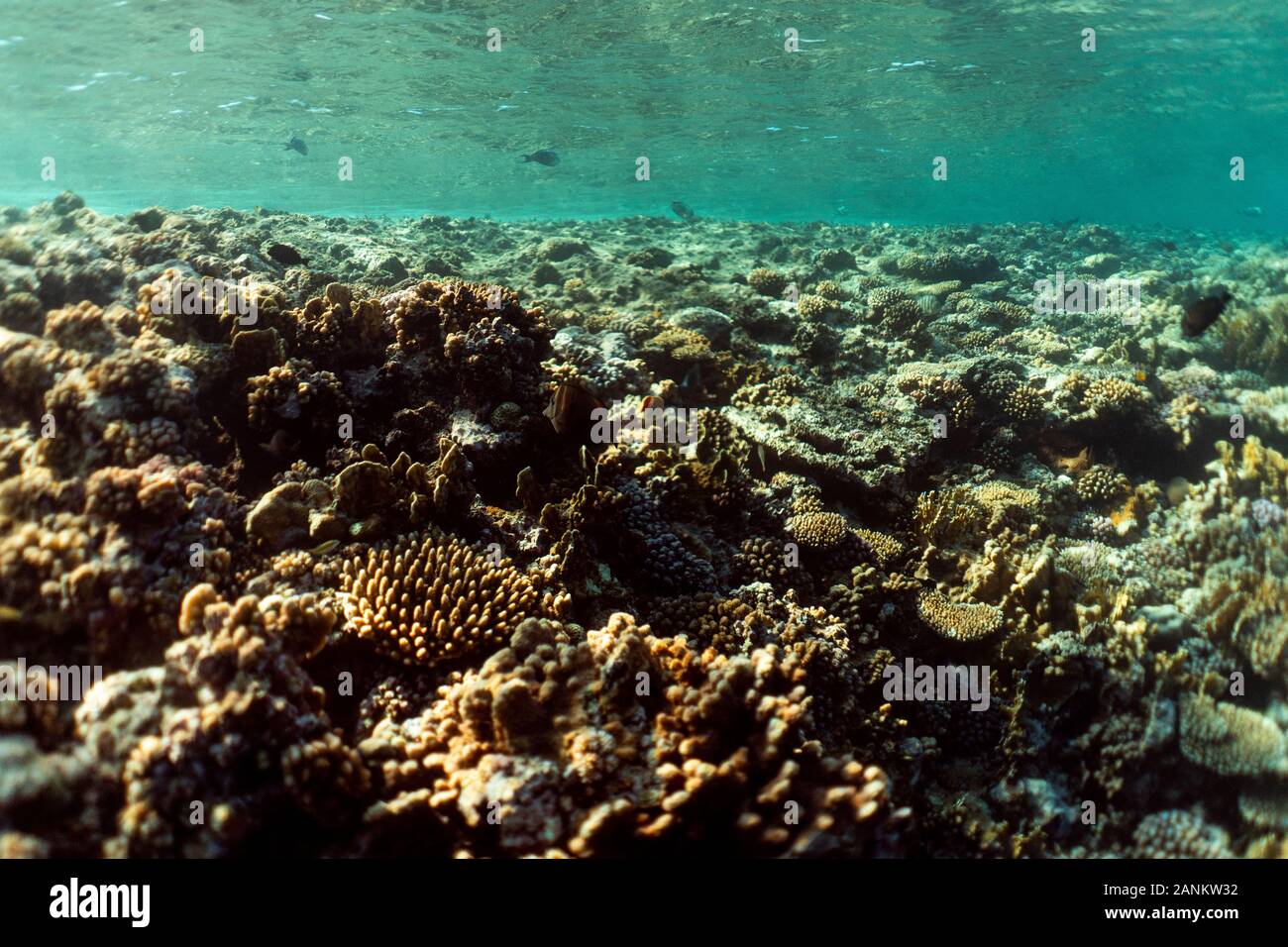 Coral reef close up, coral reef macro photography, underwater coral ...