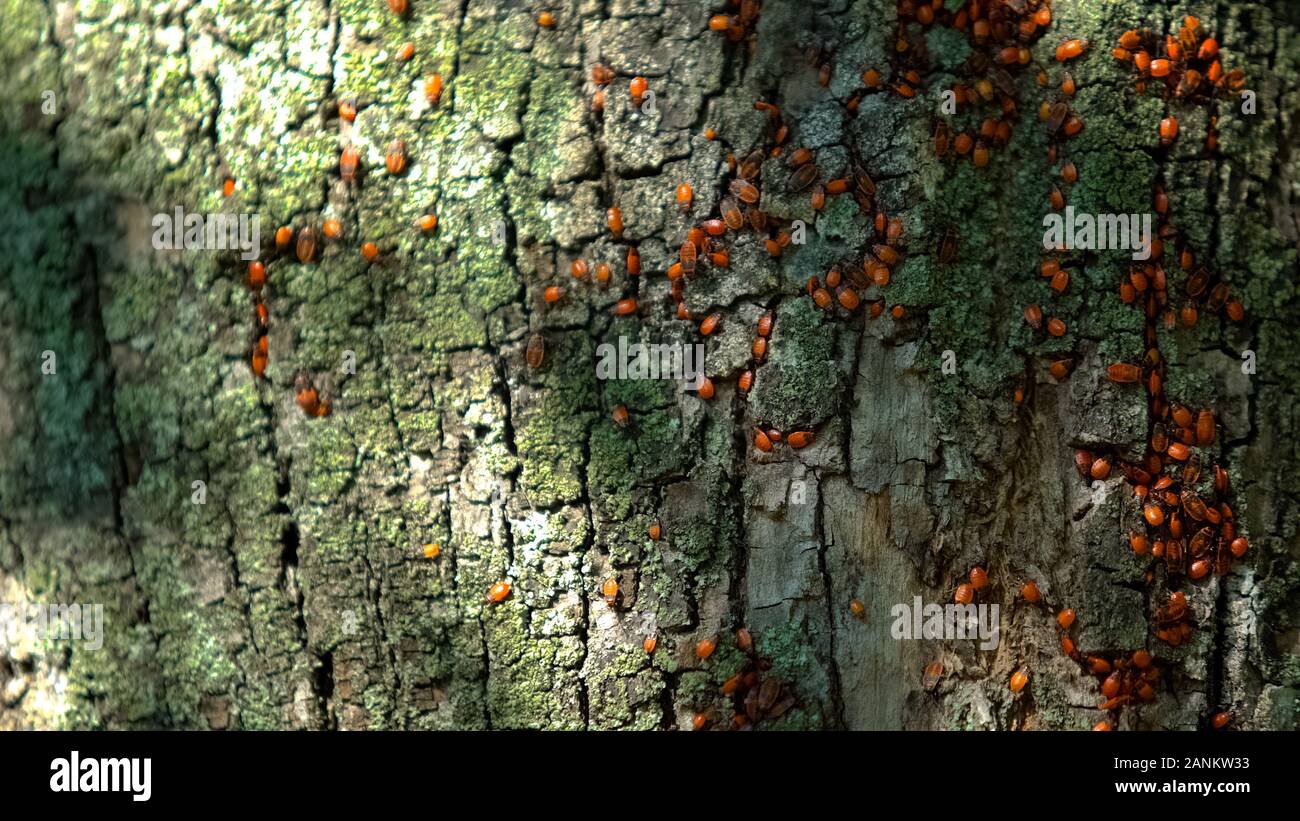 Class of insects hi-res stock photography and images - Alamy