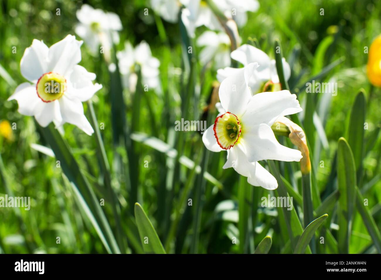 Nargis flowers hi-res stock photography and images - Alamy