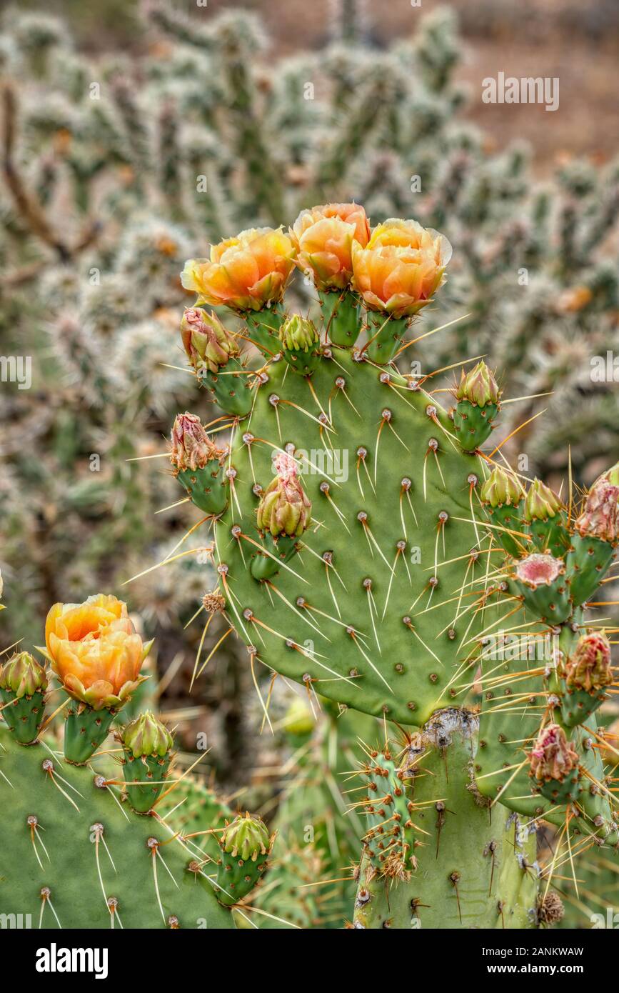 The prickly pear cactus blooms in March and April in the Sonoran Desert ...