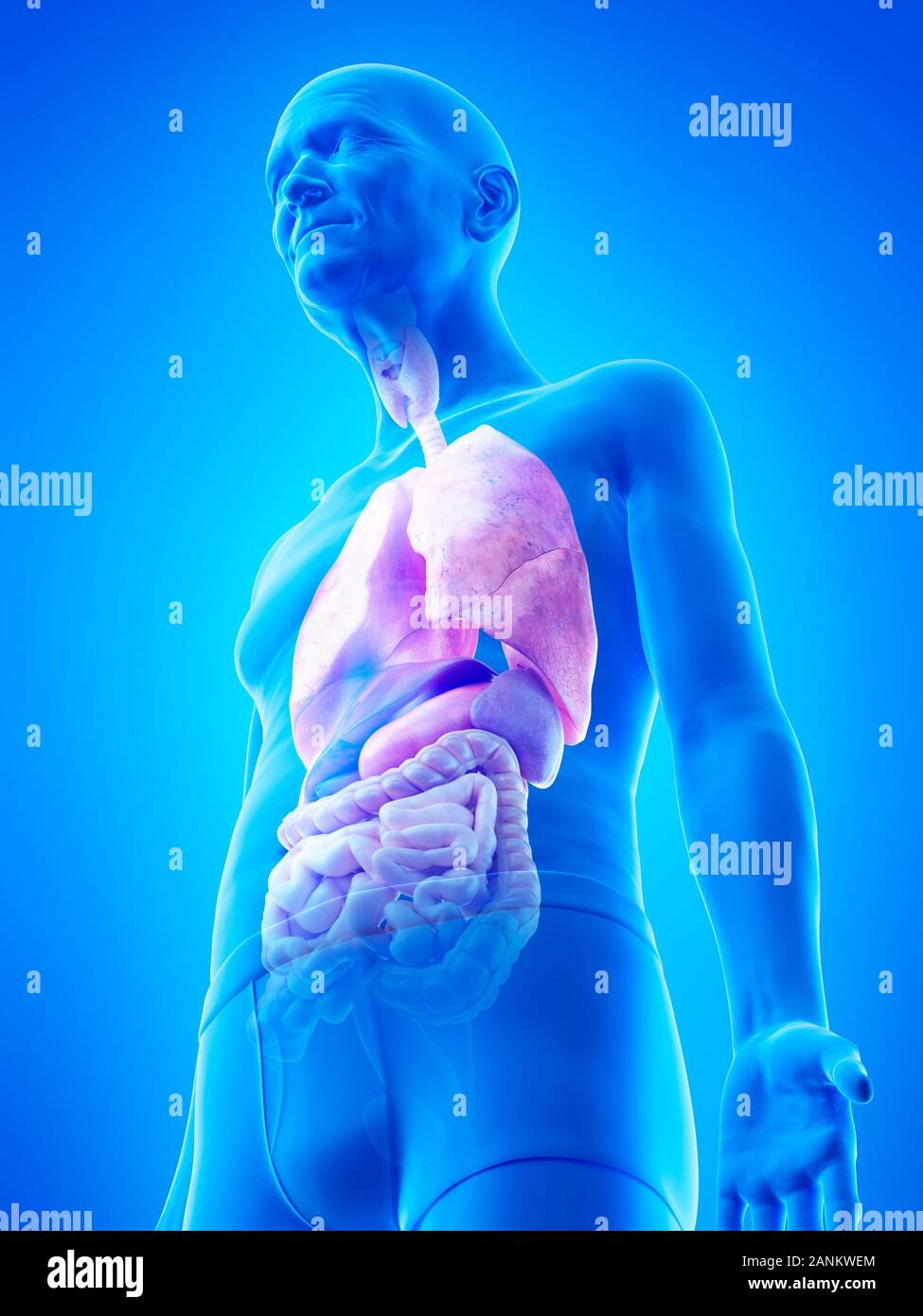 Illustration of an old man's internal organs Stock Photo - Alamy