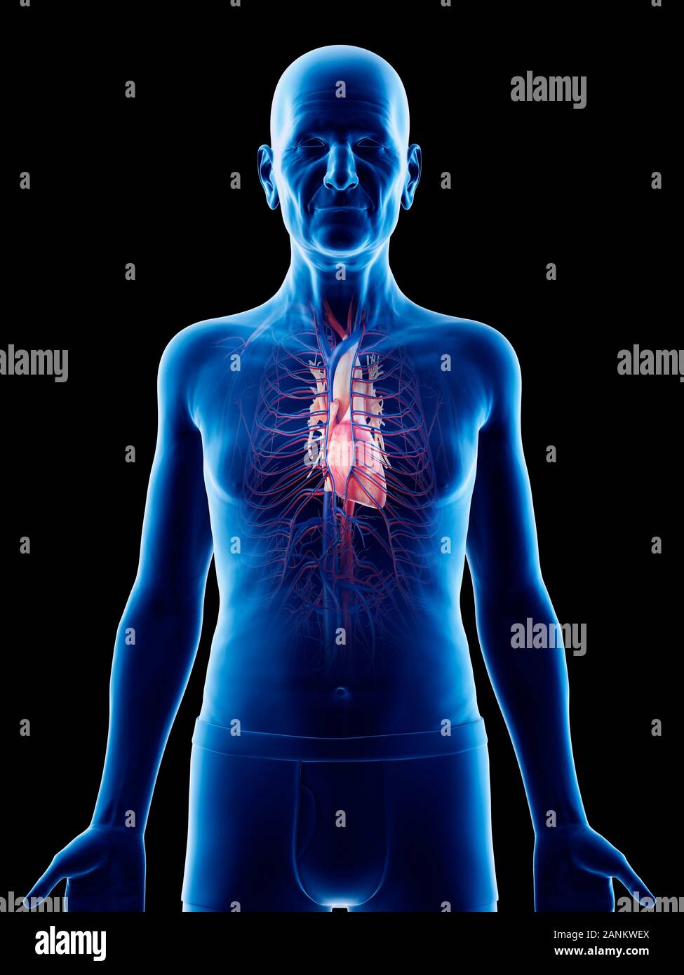 Illustration of an old man's heart Stock Photo - Alamy