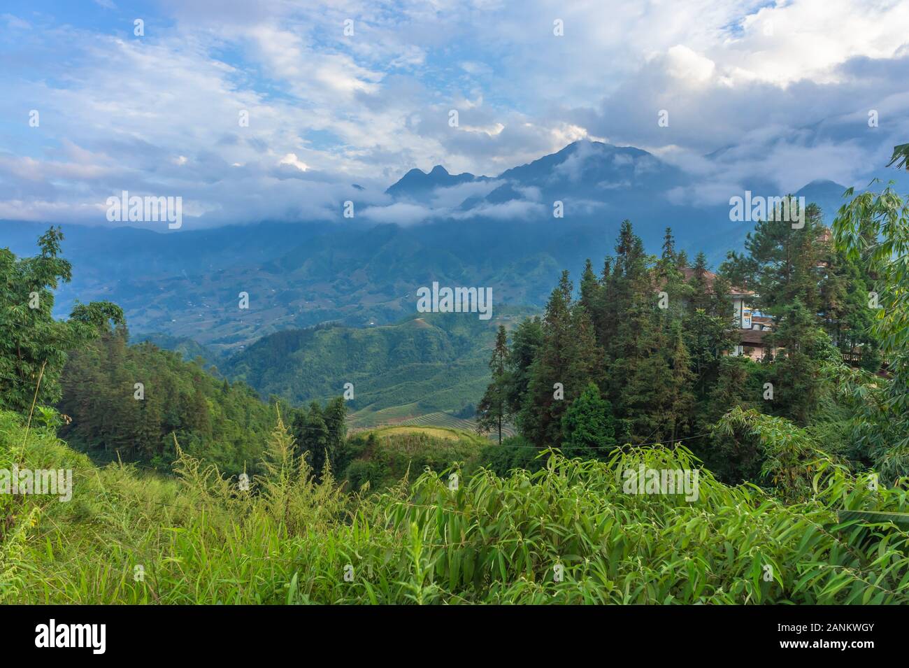Beautiful view of Terraced rice field and mountain in the clouds. Cat ...