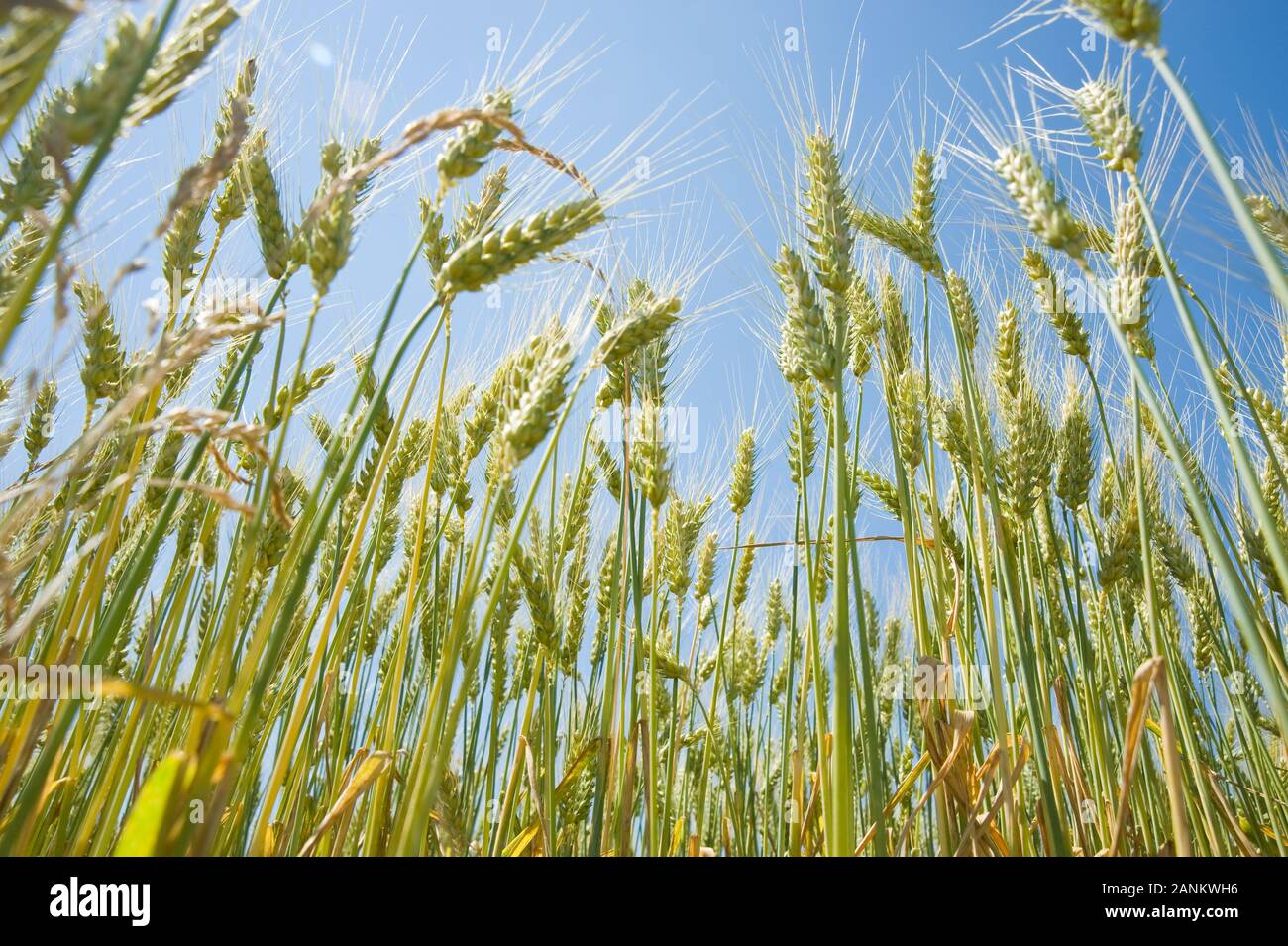 Weizenfeld - Cornfield Stock Photo - Alamy