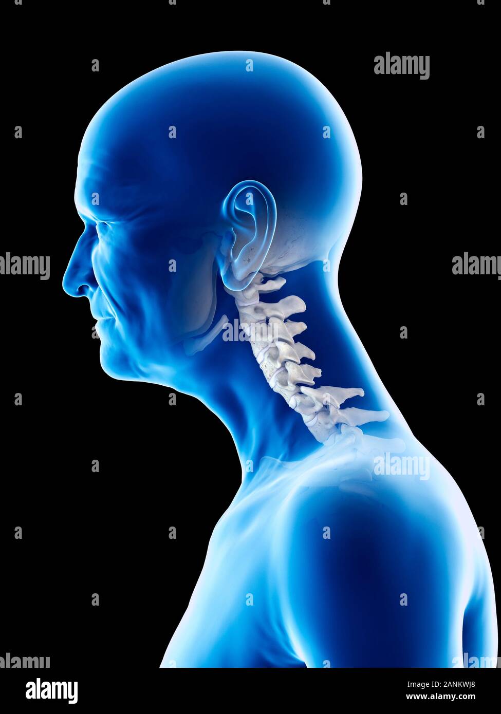 Illustration of an old man's skeletal neck Stock Photo - Alamy