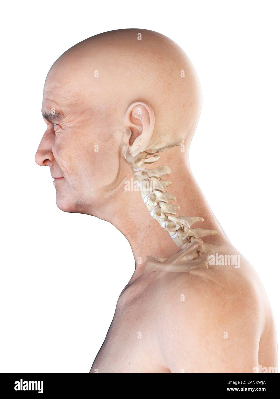 Illustration of an old man's skeletal neck Stock Photo - Alamy