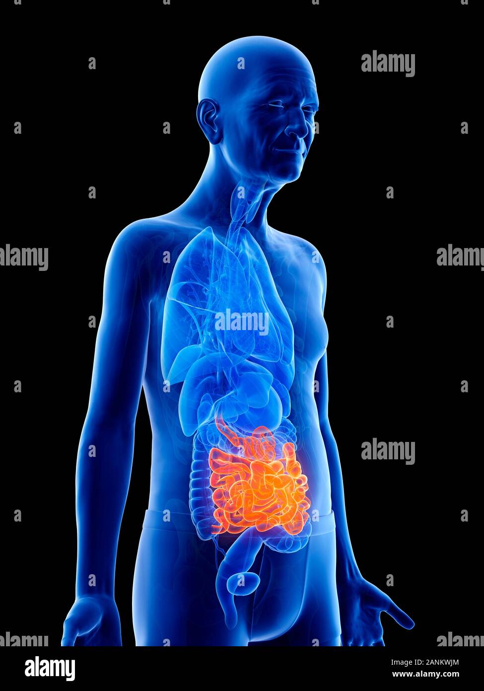 Illustration of an old man's small intestine Stock Photo - Alamy