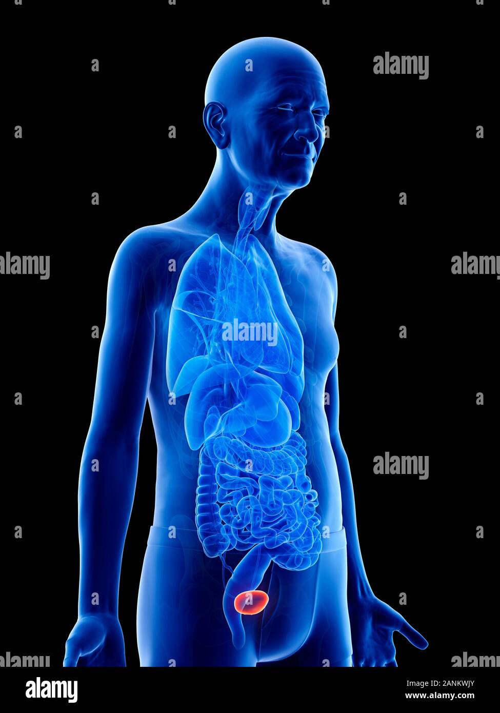Illustration of an old man's urinary bladder Stock Photo - Alamy