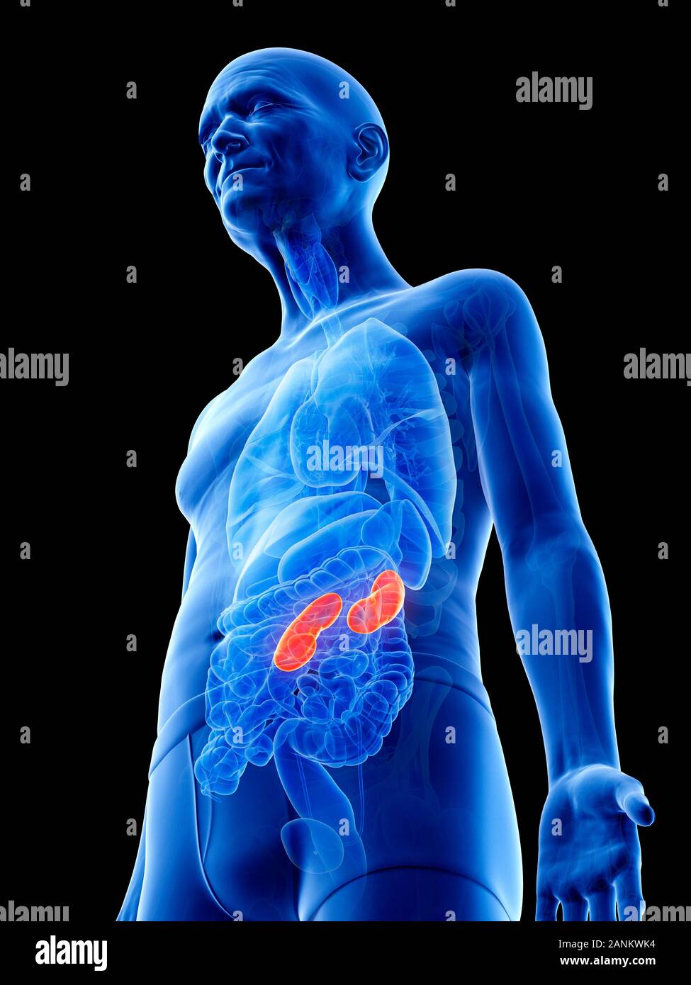 Illustration of an old man's kidneys Stock Photo - Alamy