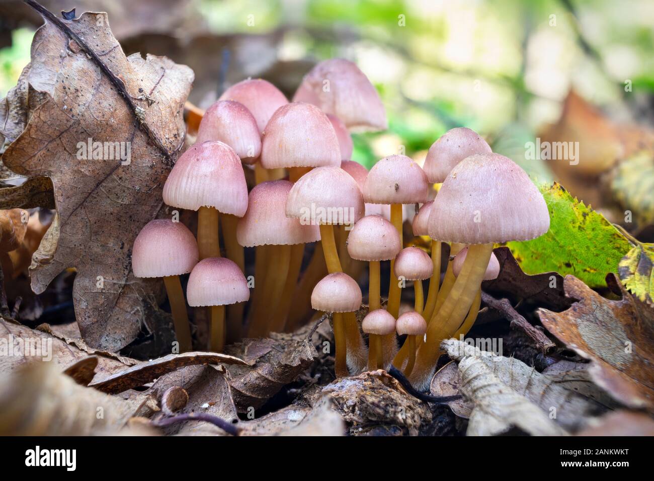 Beautiful bonnet mushroom pack Stock Photo - Alamy