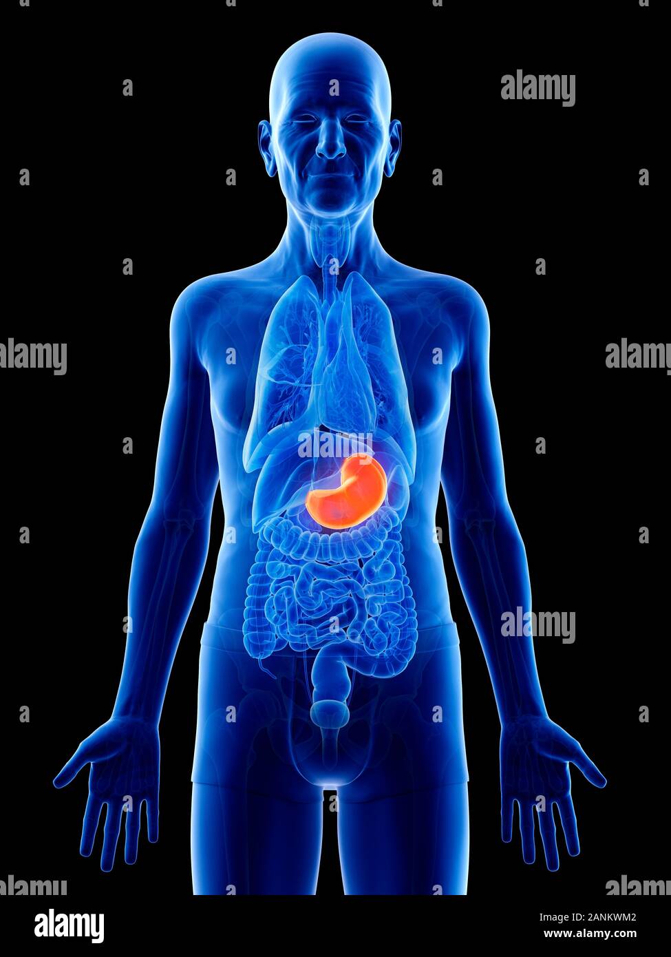 Illustration of an old man's stomach Stock Photo - Alamy