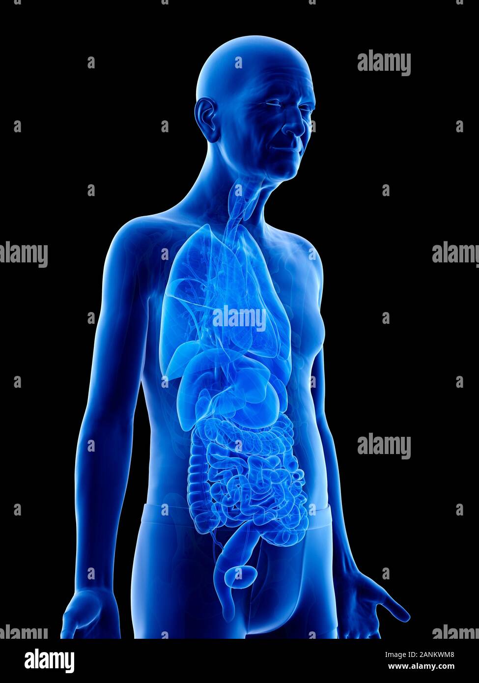Illustration of an old man's internal organs Stock Photo - Alamy