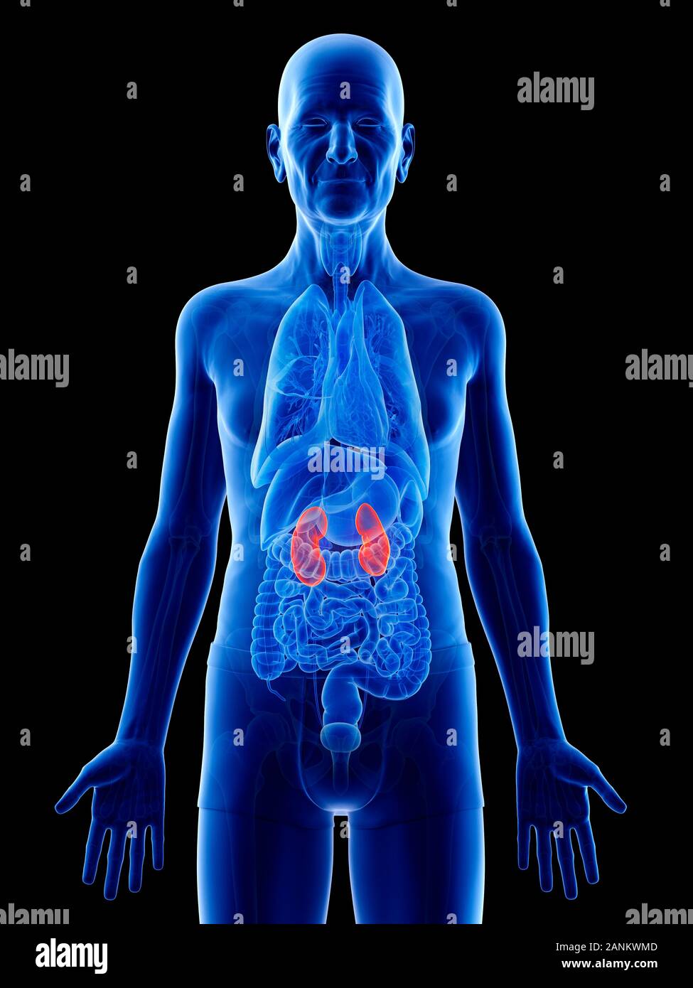 Illustration of an old man's kidneys Stock Photo - Alamy