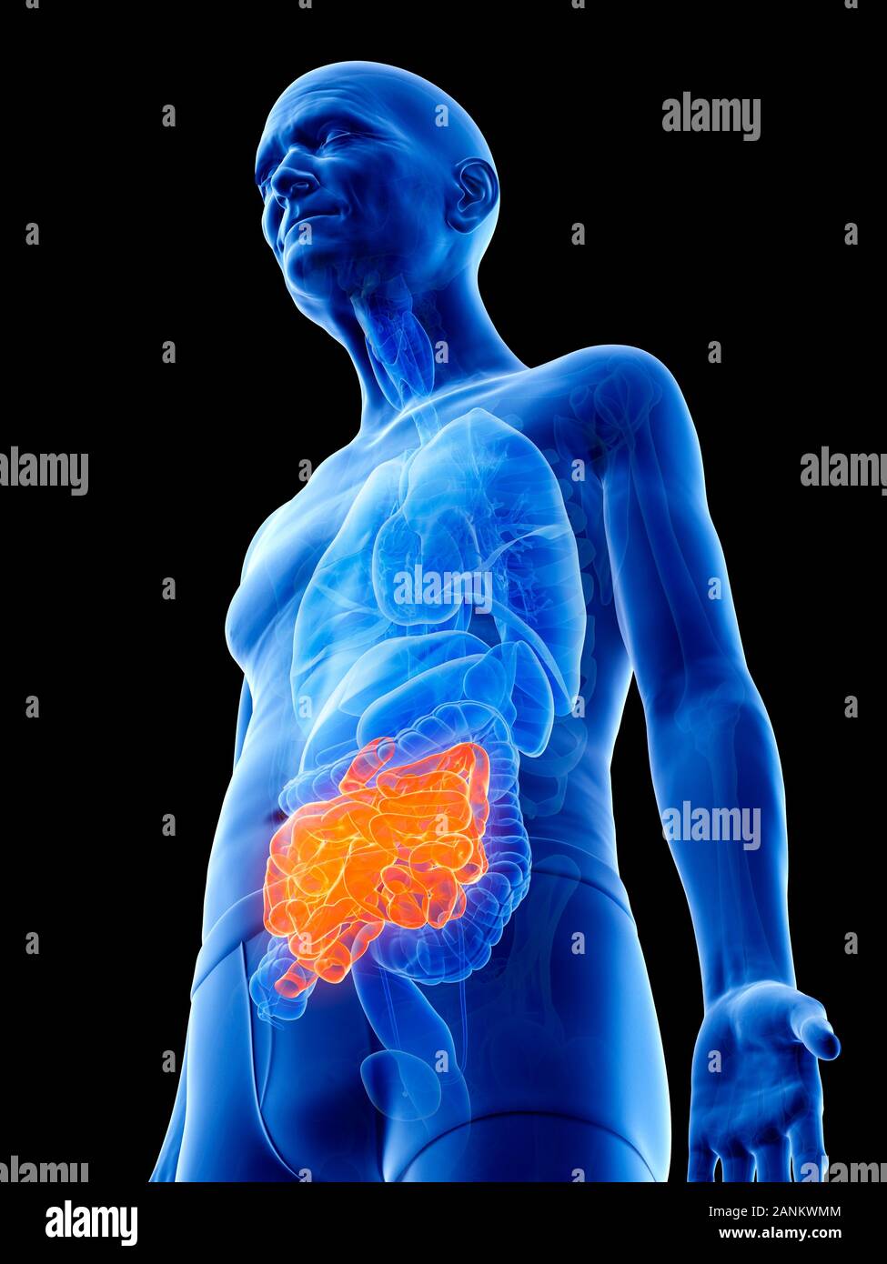 Illustration of an old man's small intestine Stock Photo - Alamy