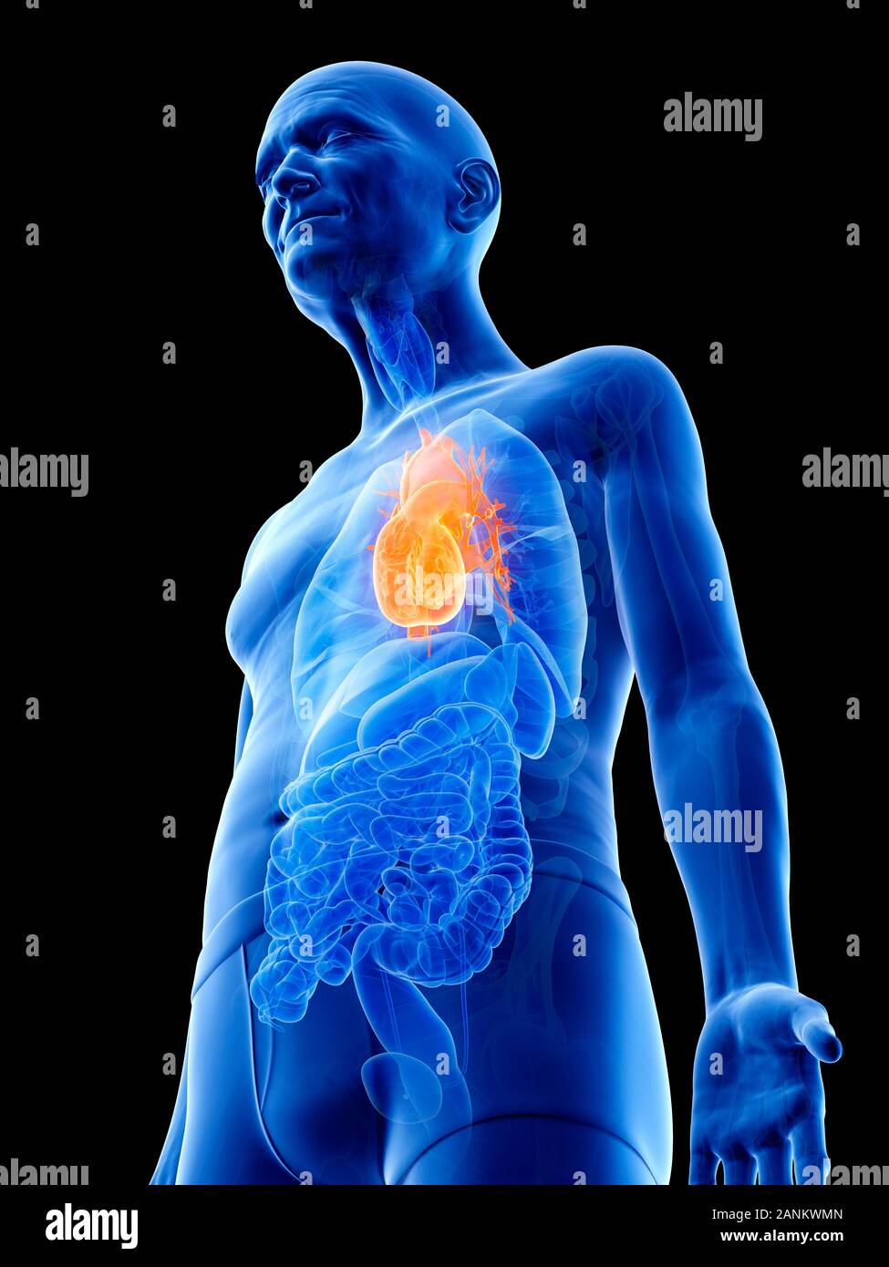 Illustration of an old man's heart Stock Photo - Alamy