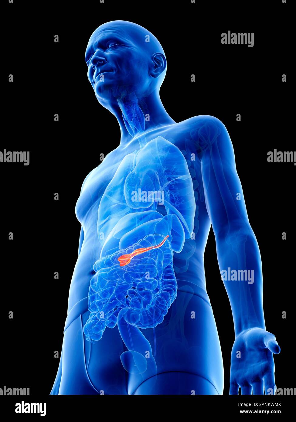Illustration of an old man's pancreas Stock Photo - Alamy
