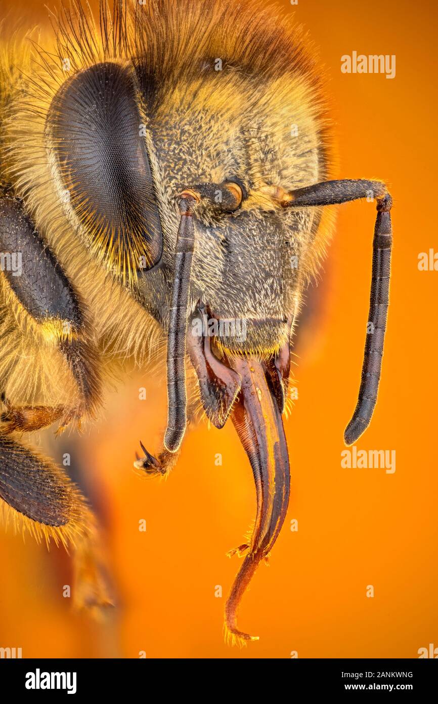 Honey bee head Stock Photo - Alamy
