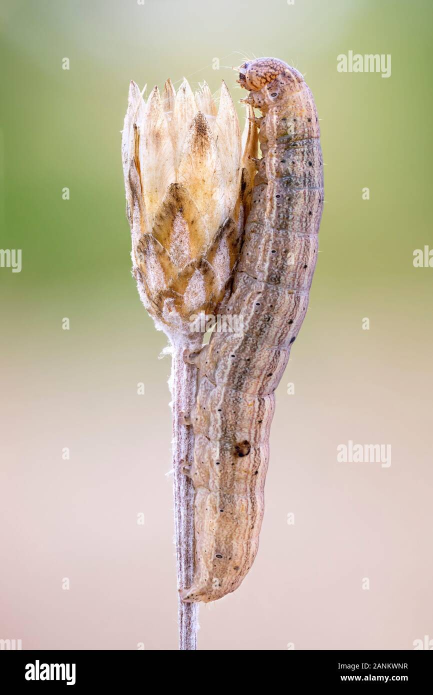 Mothplant biology hi-res stock photography and images - Alamy