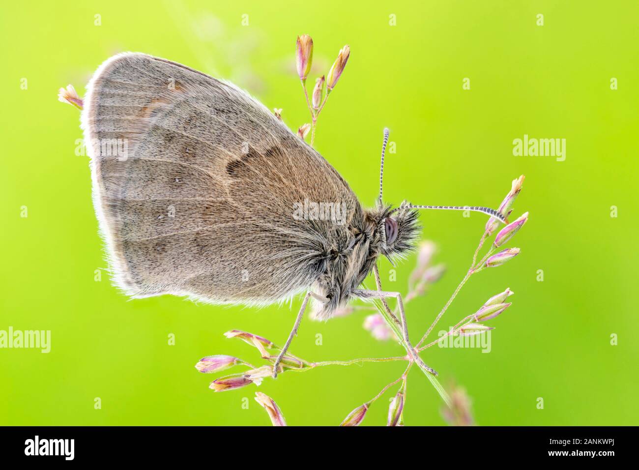 Small heath butterfly Stock Photo - Alamy