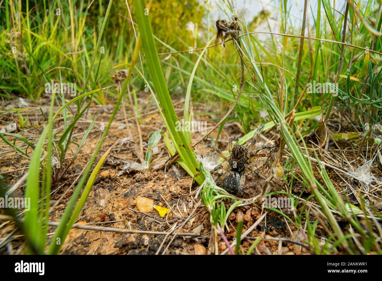 Wolf spider at nest entrance Stock Photo - Alamy