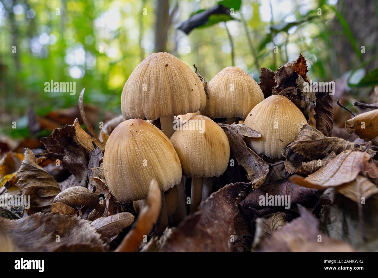 Mica cap mushroom Stock Photo - Alamy