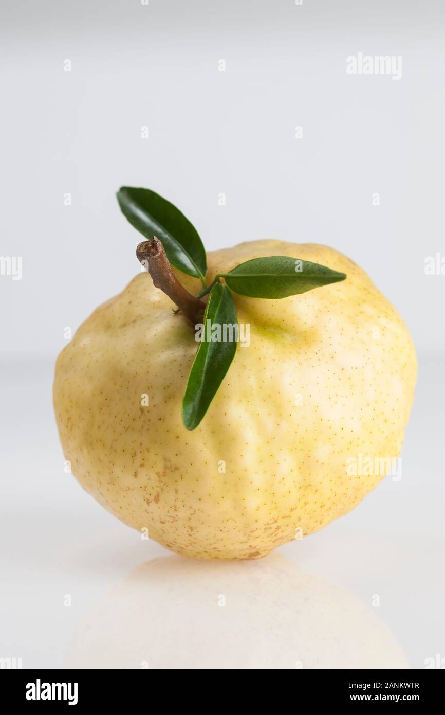 Quince (Cydonia oblonga Stock Photo - Alamy