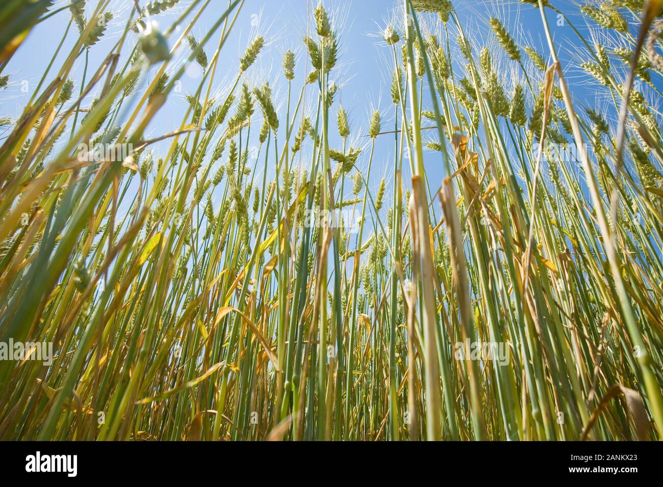 Weizenfeld - Cornfield Stock Photo - Alamy
