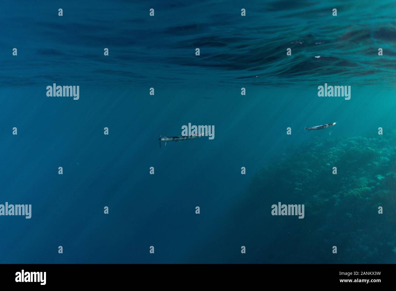 Houndfish hi-res stock photography and images - Alamy