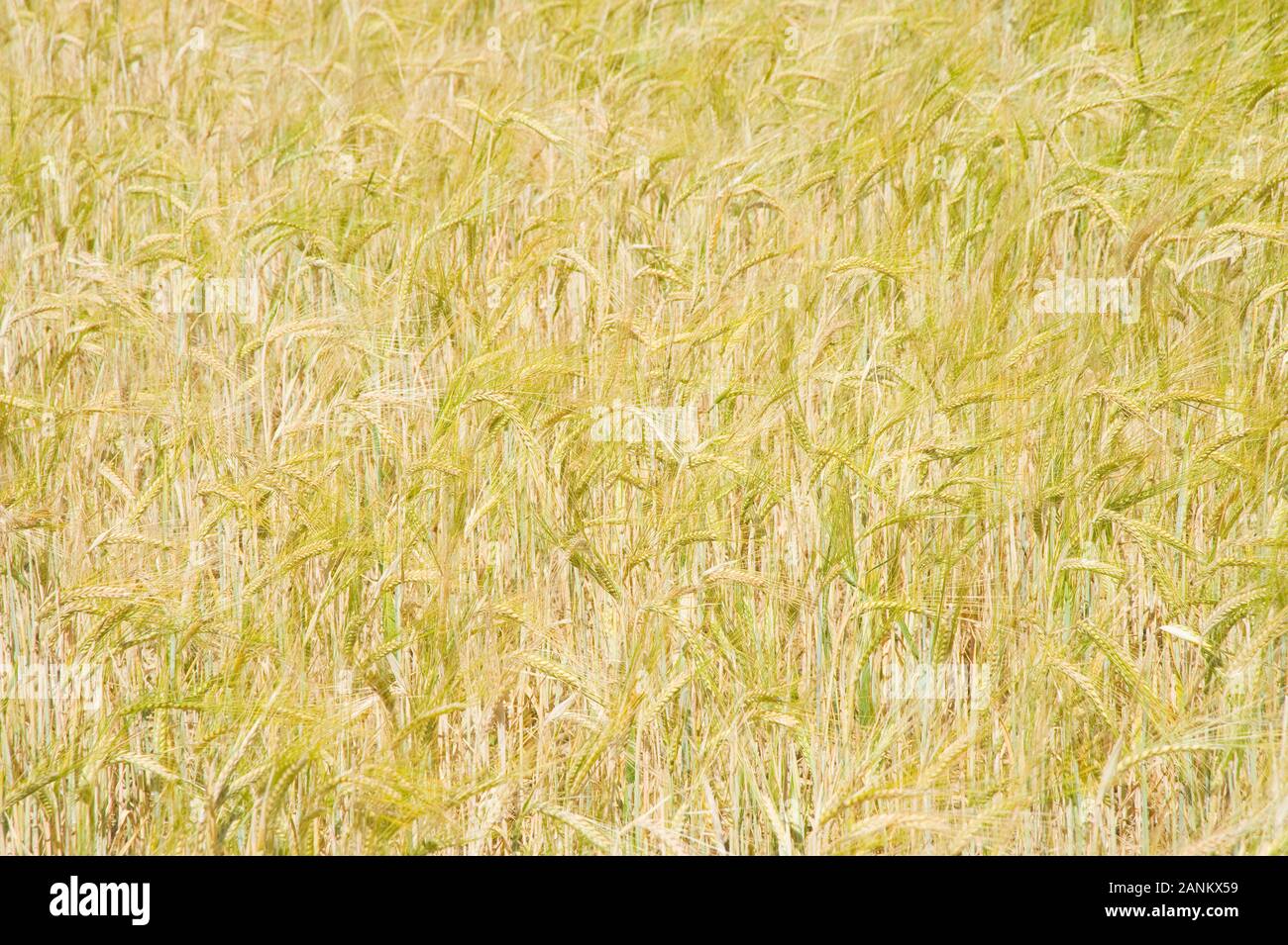 Ländliches landschaftsbild hi-res stock photography and images - Alamy