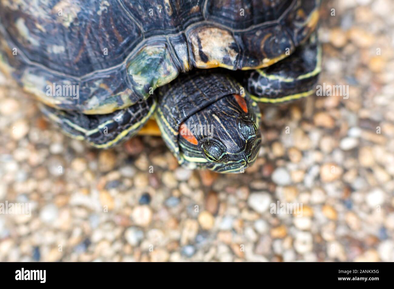 Red Eared Terrapin - Trachemys scripta elegans. Red eared slider turtle ...