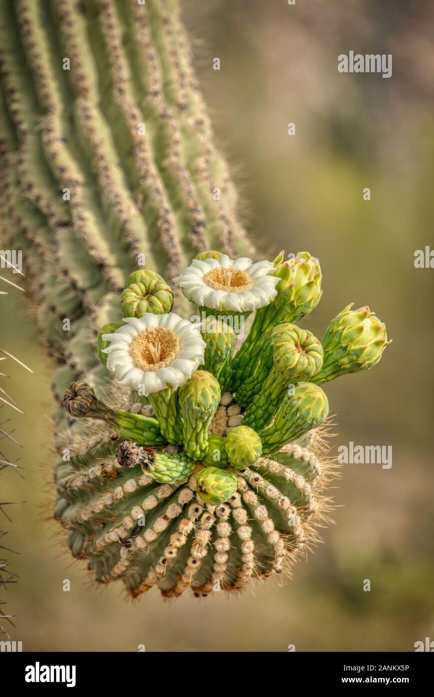 The saguaro cactus blooms during parts of March and April in the Sonoran Desert area of White ...