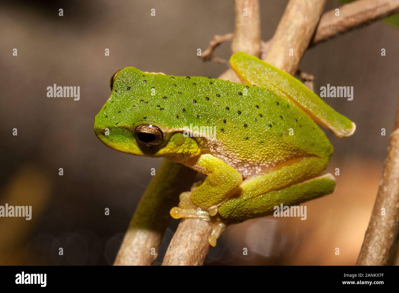 Mountain stream tree frog hi-res stock photography and images - Alamy