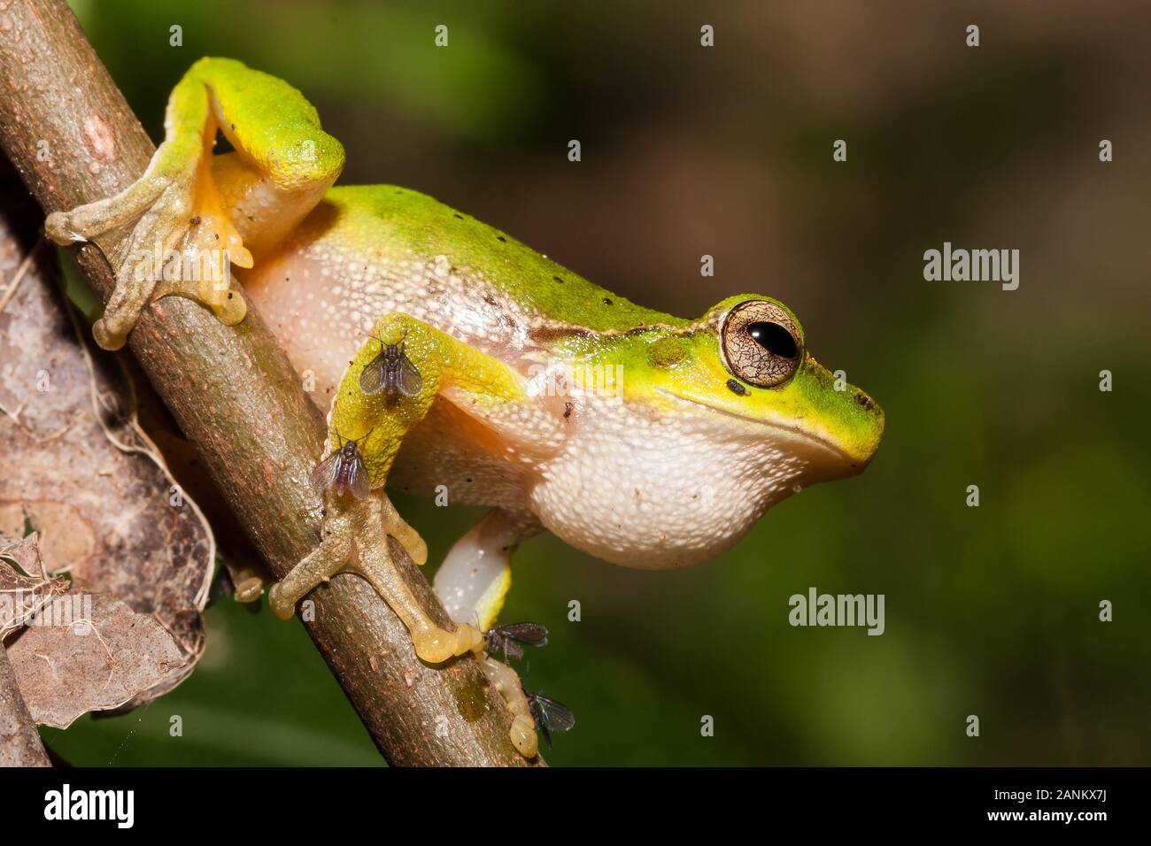 Mountain stream tree frog hi-res stock photography and images - Alamy