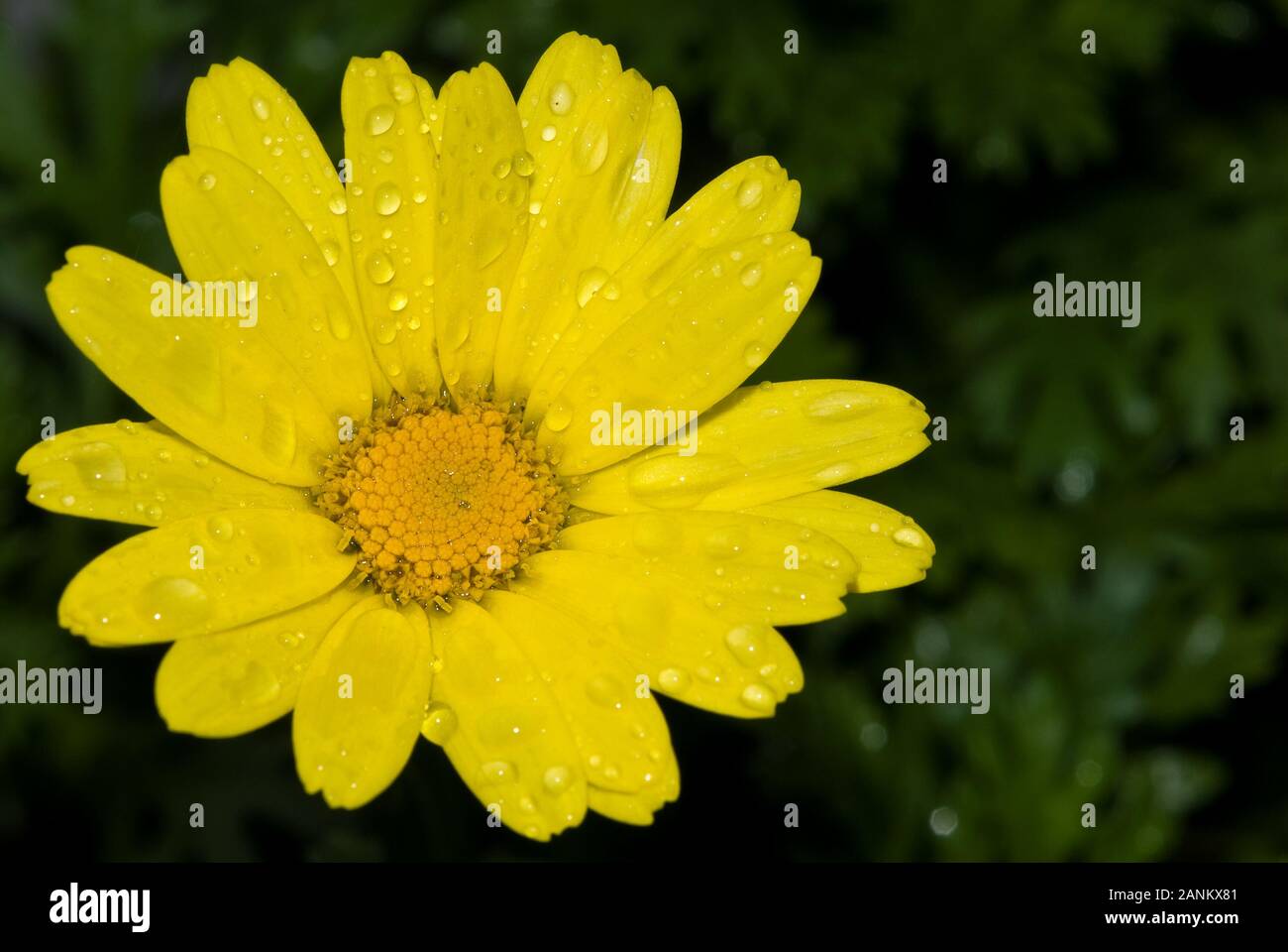 Yellow daisy with dew drops Stock Photo - Alamy