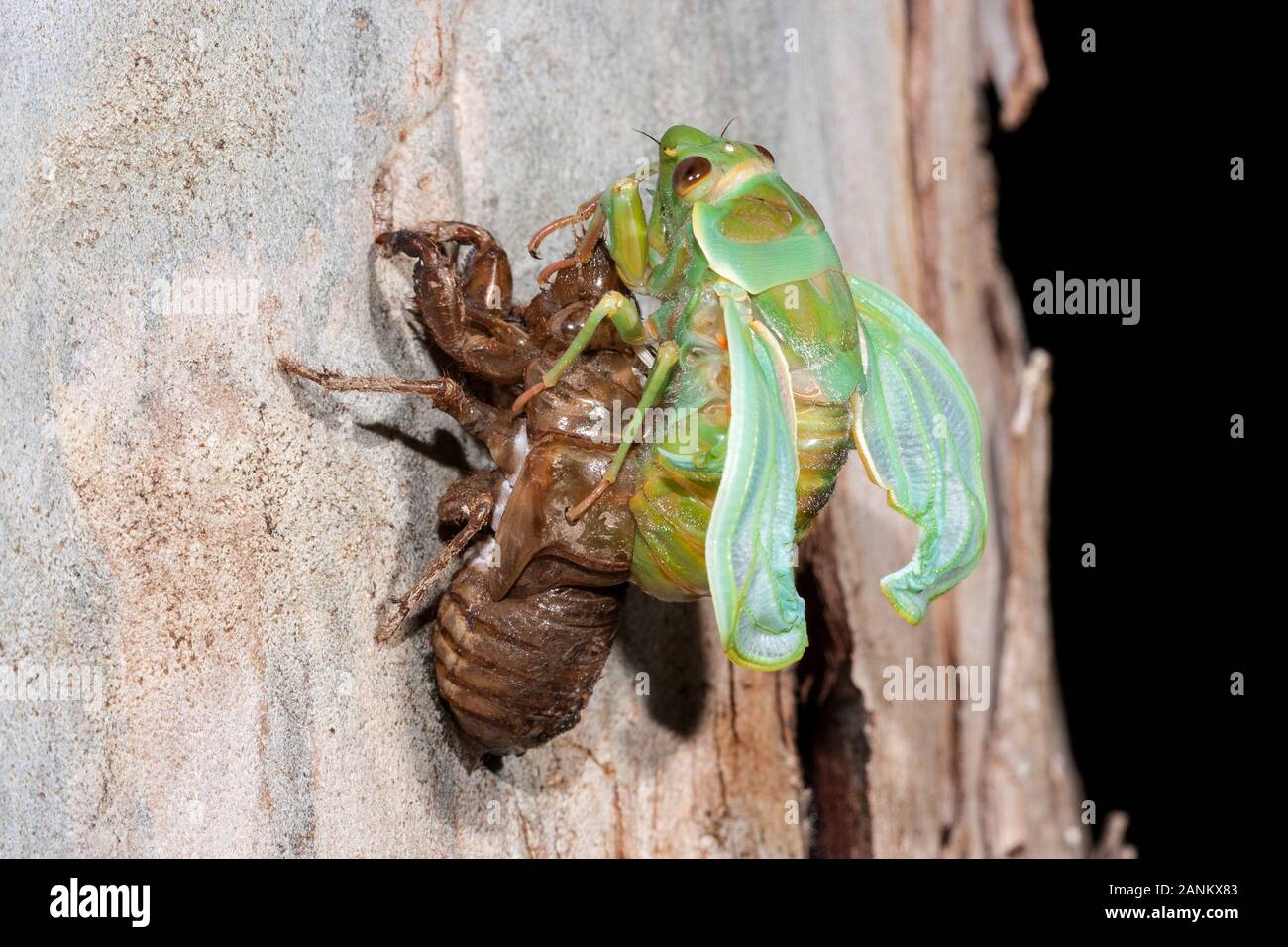 Green Grocer Cicada emerging as an adult Stock Photo - Alamy